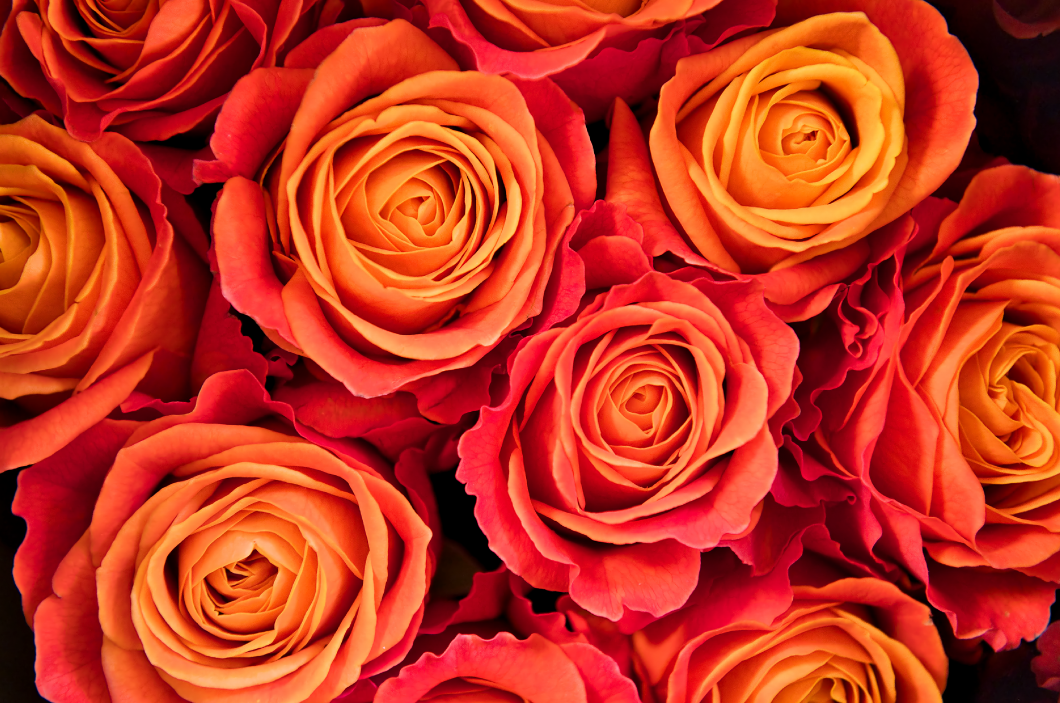 Home - Slideshow - Welyflor