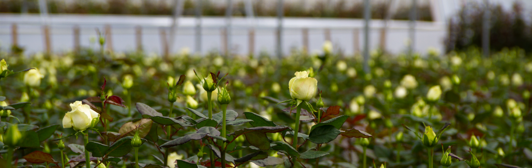 Home - Slideshow - Welyflor